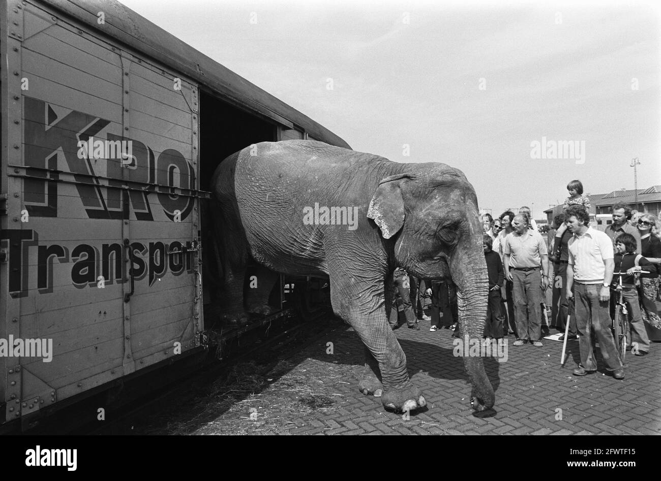 Elephants on the train at Cruquiuskade, June 24, 1975, circuses ...