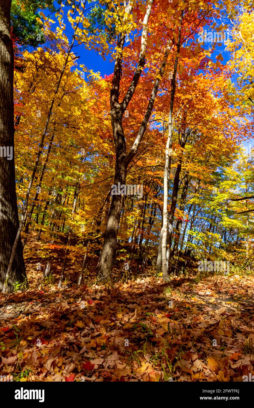 The woods are having a last show before the winter shutdown - Fall in ...