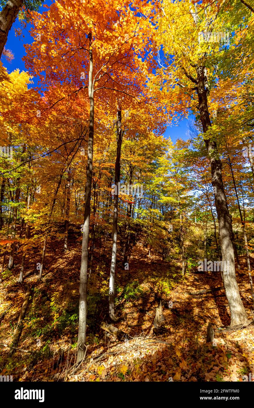 Color grading by nature - Fall in Central Ontario, Canada Stock Photo ...
