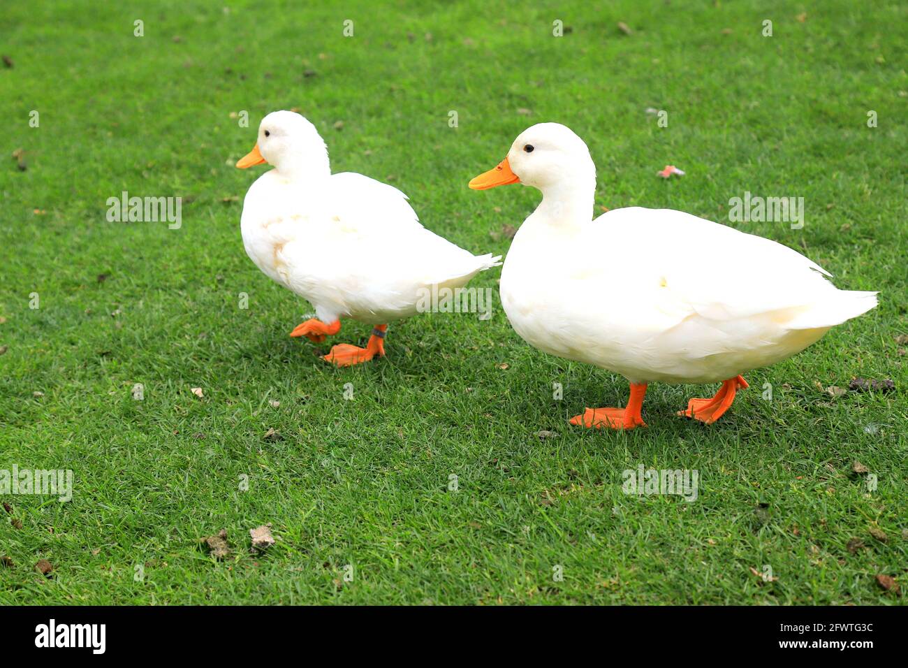 A family of fluffy Peking white ducks walk on the green lawn in spring ...