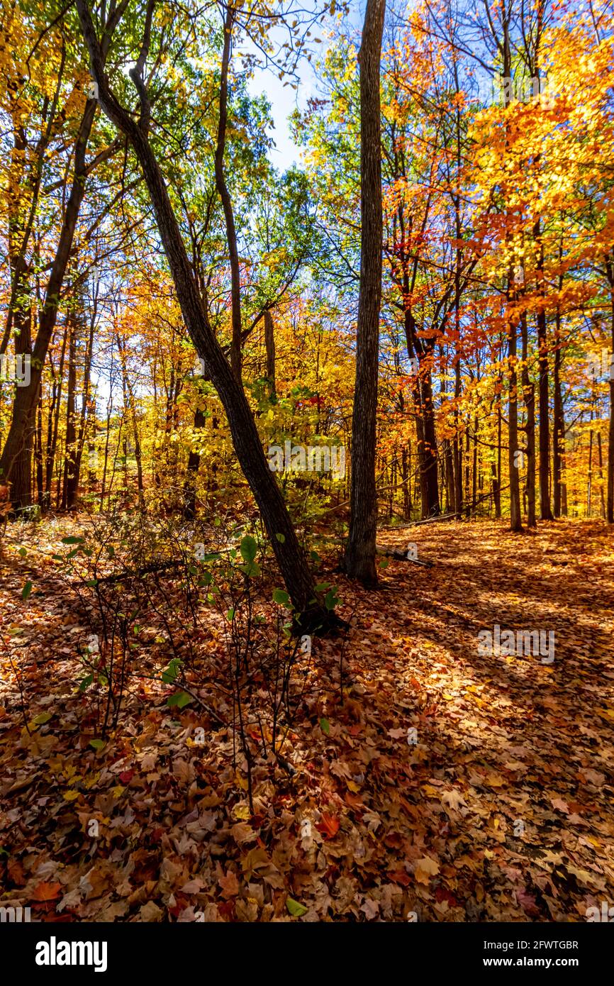 Light seeping through every possible way into the woods - Fall in ...