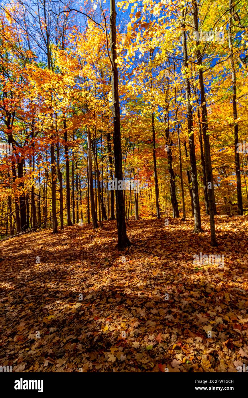 What's sad is that this is all seasonal - Fall in Central Ontario ...