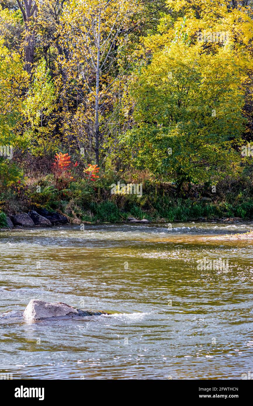 Rushing water int he river with a lone red maple - Fall in Central ...