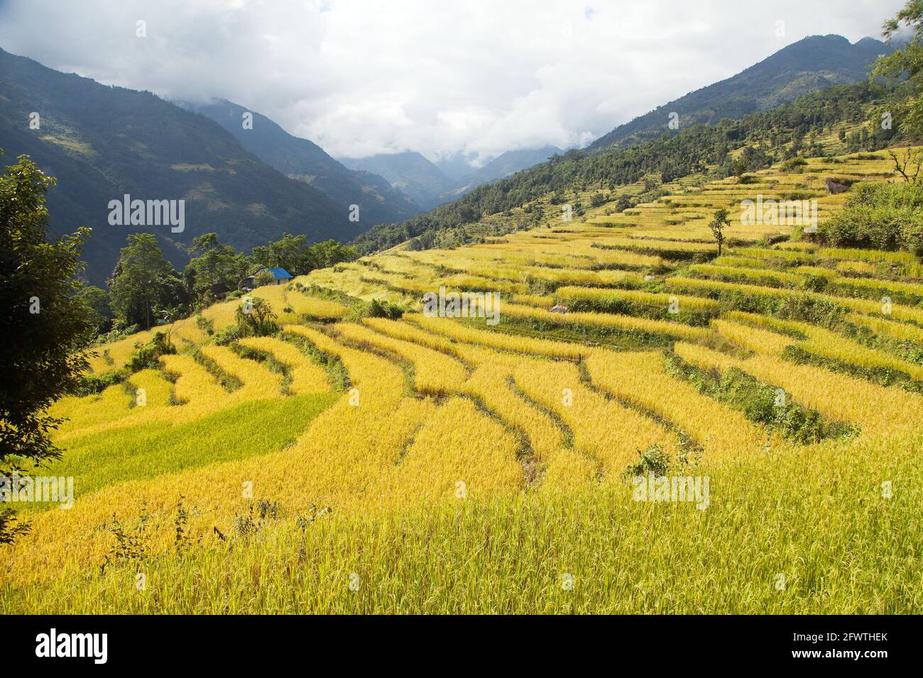 golden terraced rice or paddy fields in Nepal Himalayas mountains Stock ...