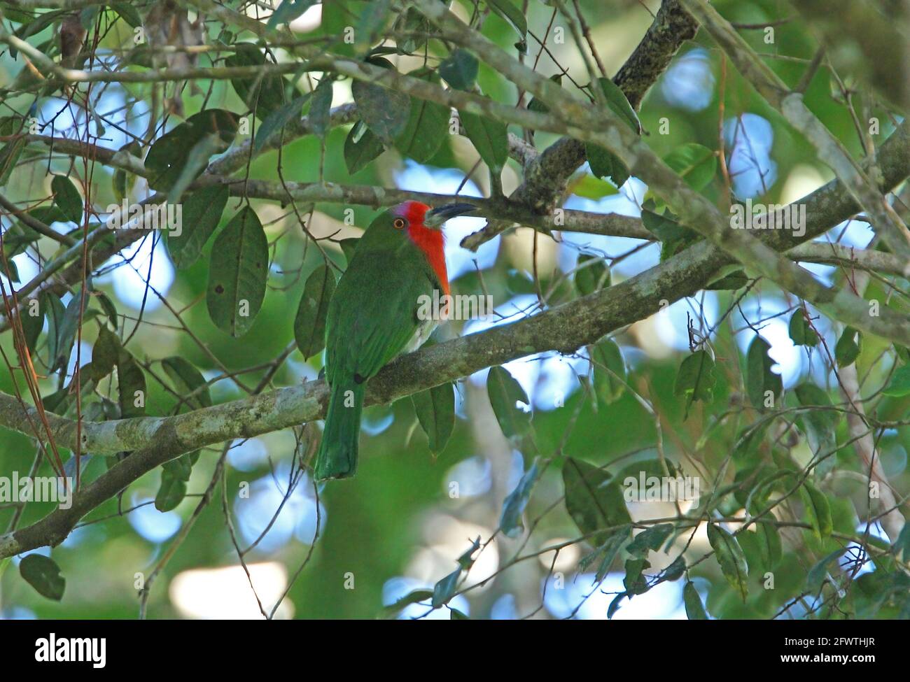 Red-bearded Bee-eater (Nyctyornis amictus) adult female perched in tree ...