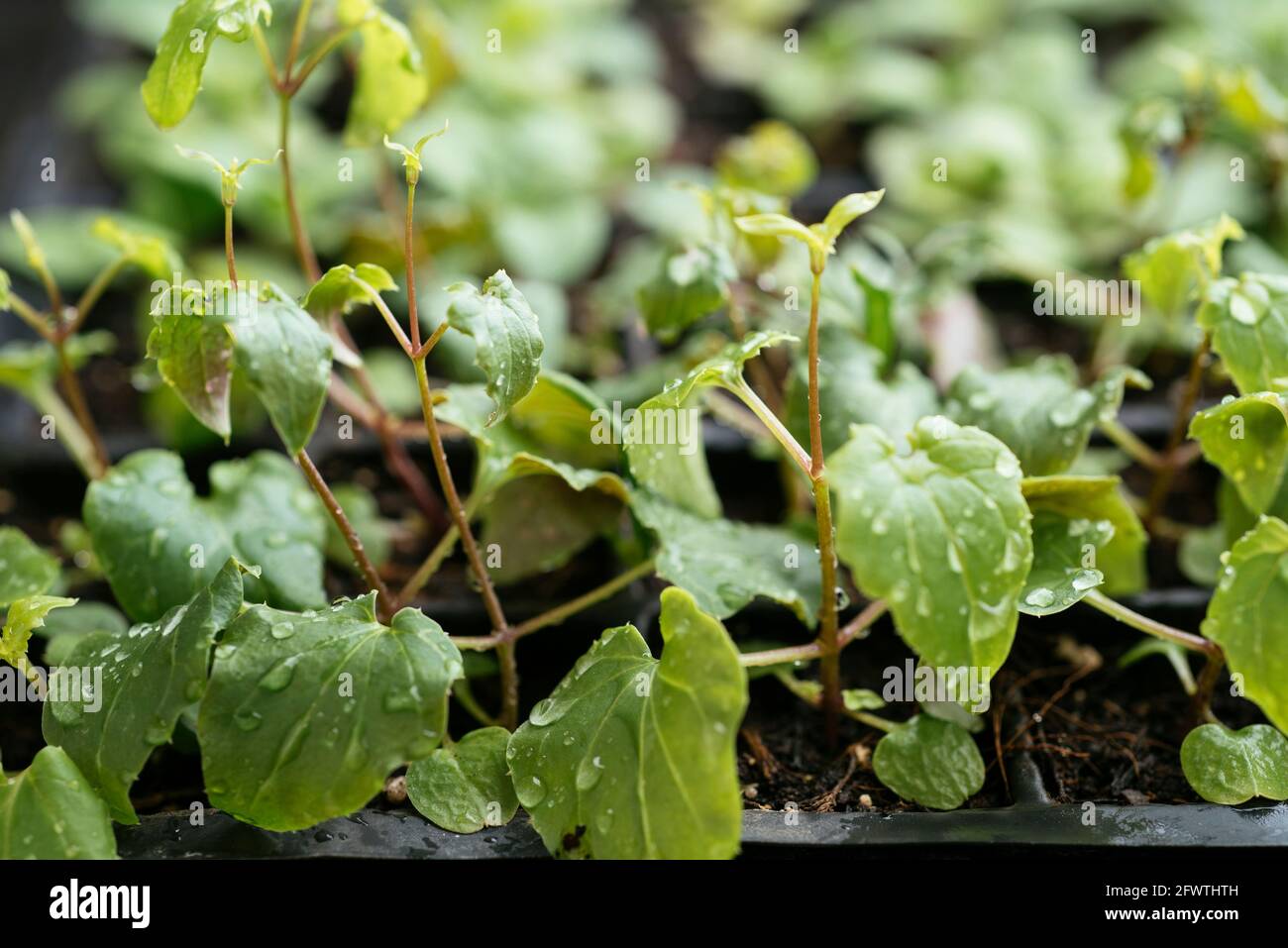 Seedlings of the climbing snapdragon (Maurandya scandens Stock Photo ...