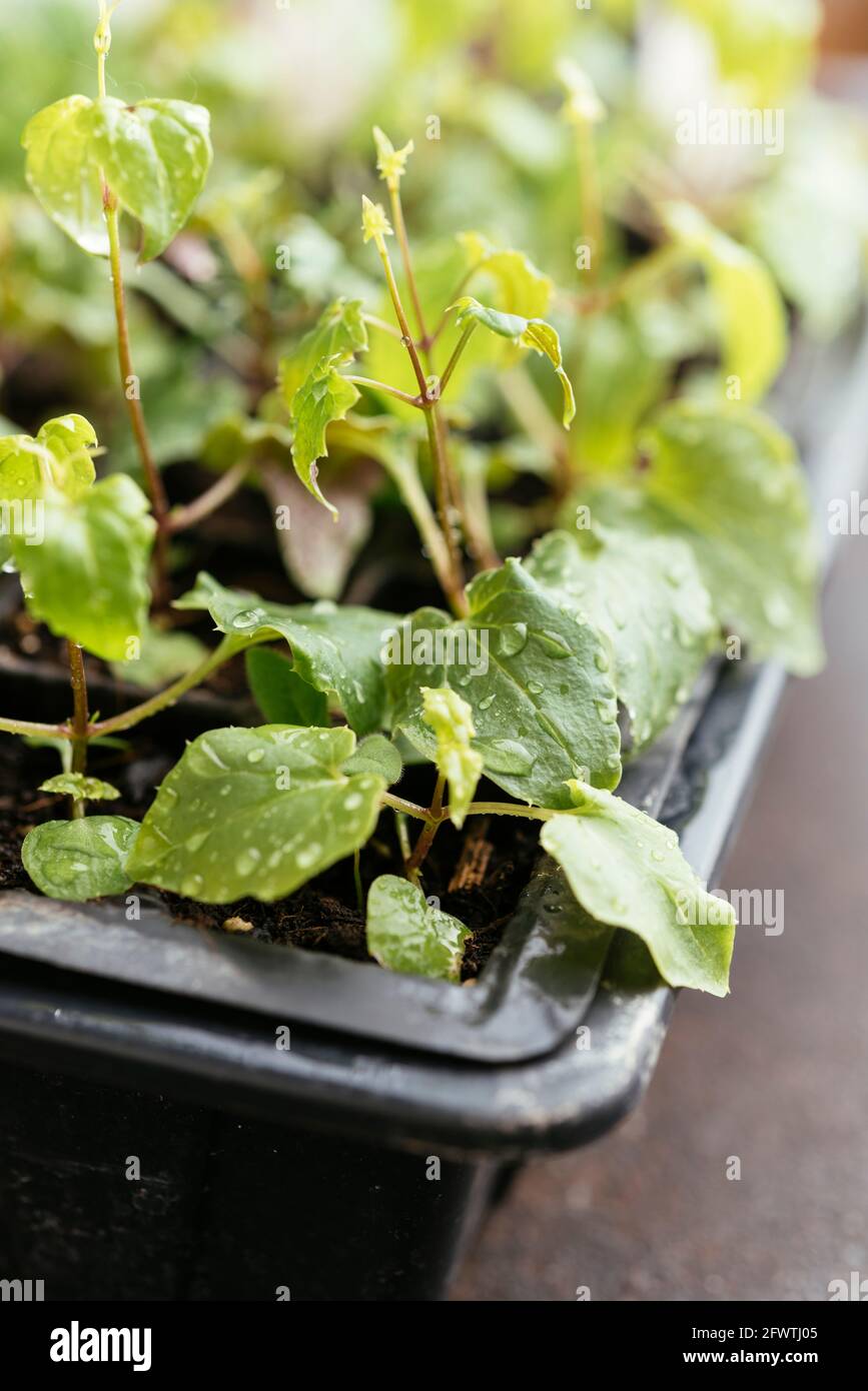 Snapdragon seedlings hi-res stock photography and images - Alamy