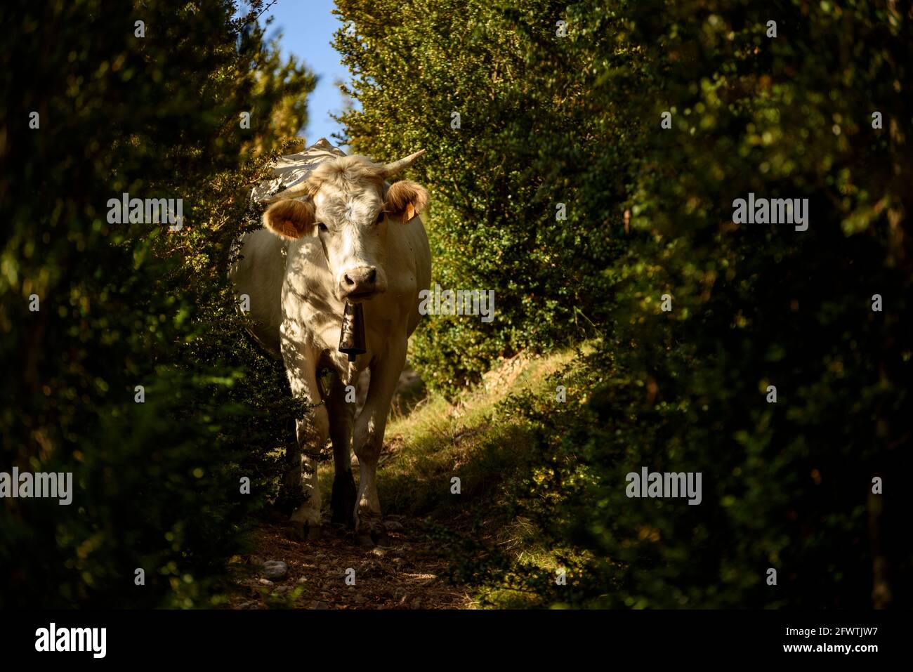 Animales pastando hi-res stock photography and images - Alamy