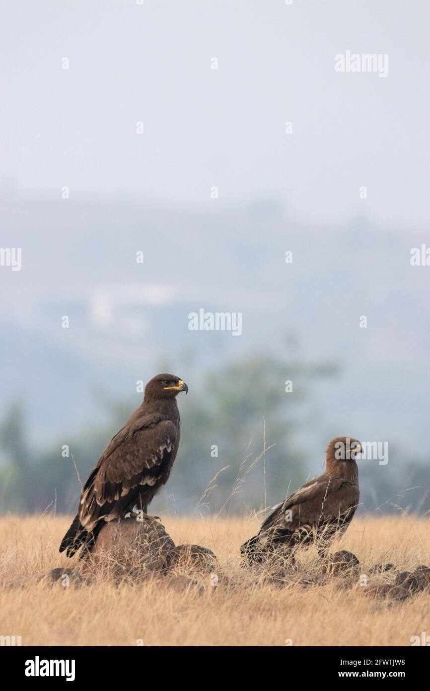 Two Steppe Eagles, Aquila nipalensis, Adult and a Juvenile, Bhigwan ...