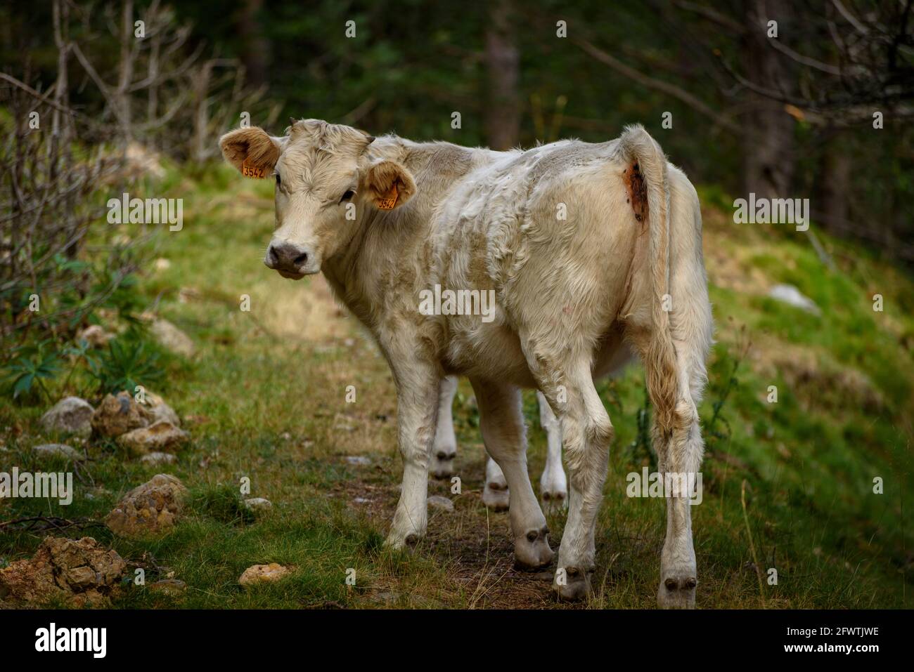 Animales pastando hi-res stock photography and images - Alamy