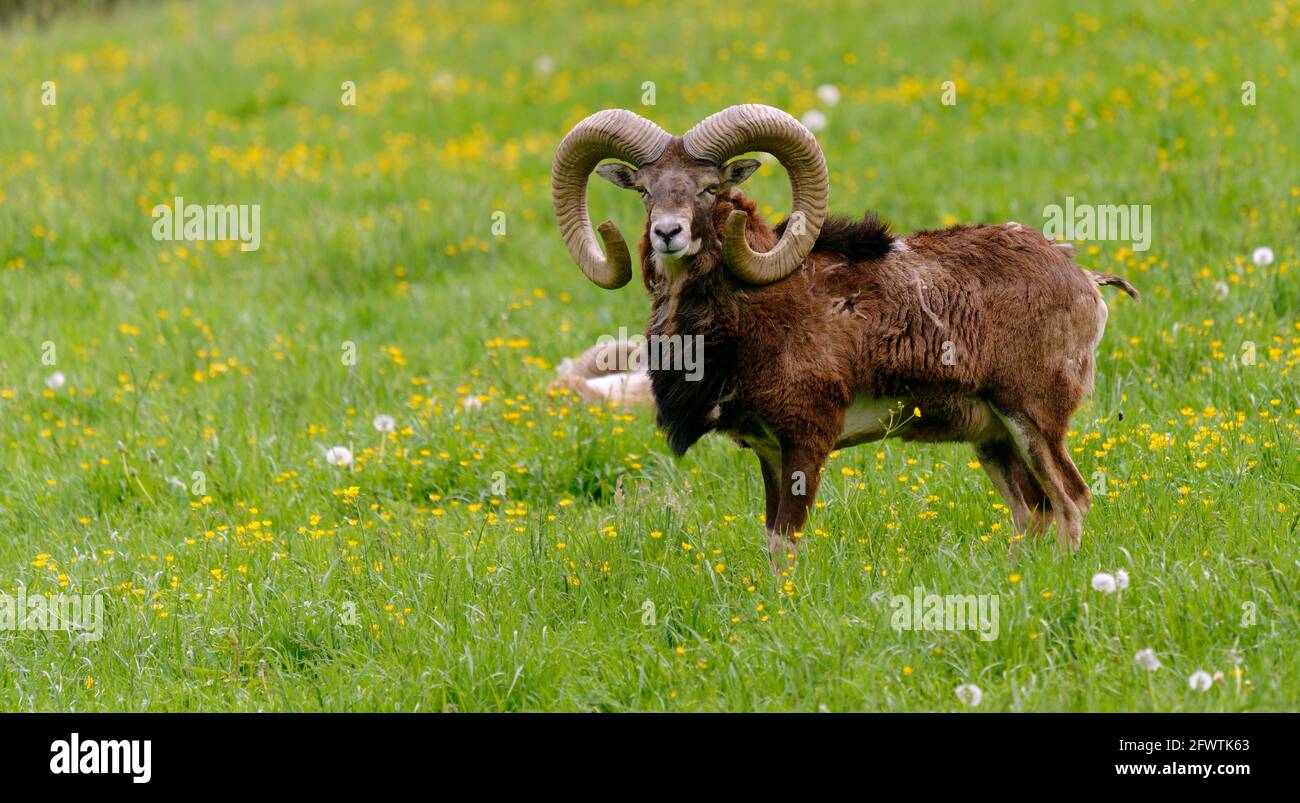One mouflon hi-res stock photography and images - Alamy
