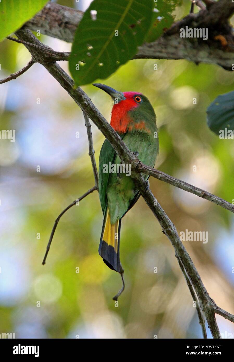 Red bearded bee eater hi-res stock photography and images - Alamy