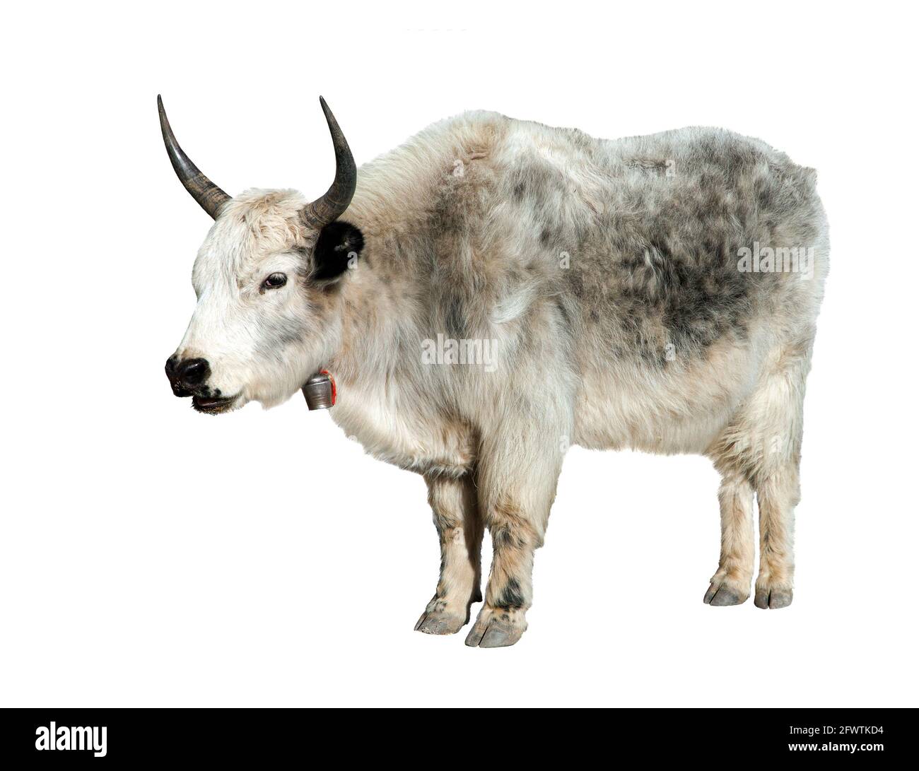Grey yak (Bos grunniens or Bos mutus) isolated on white background ...