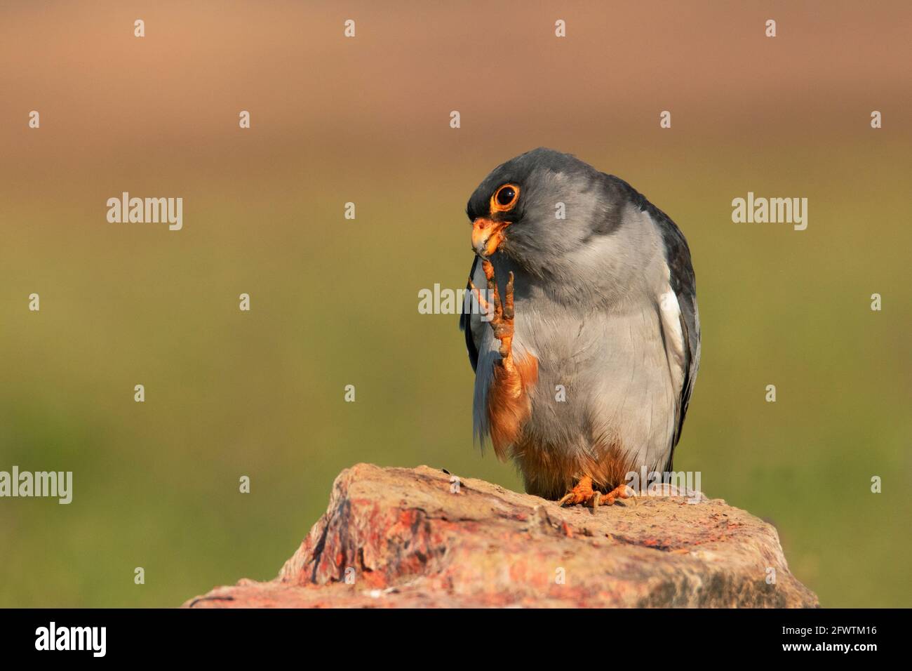 Falcon amurensis hi-res stock photography and images - Alamy