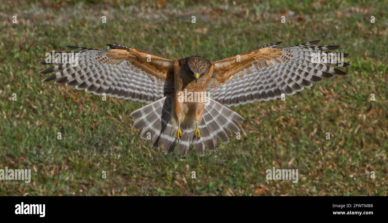 Perfect bird landing hi-res stock photography and images - Alamy