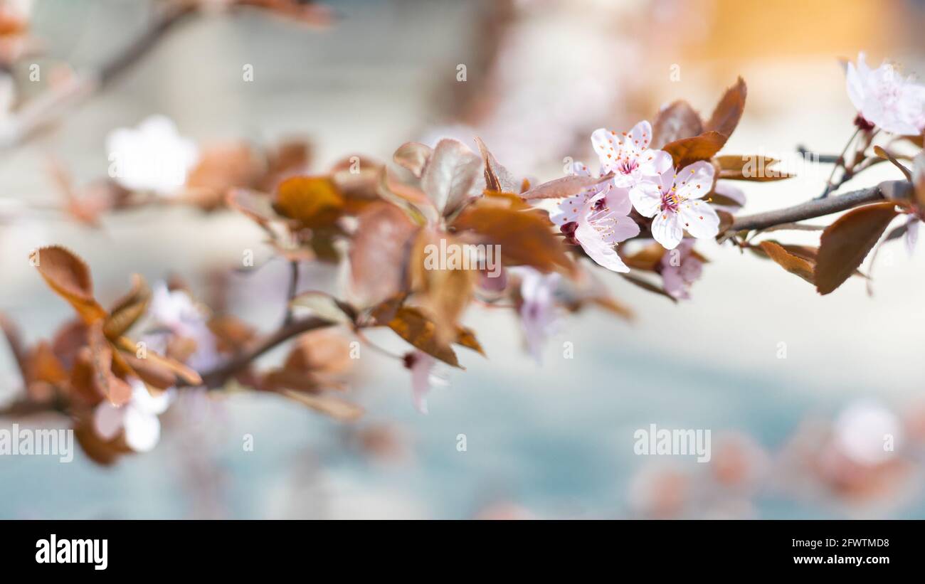 A beautiful spring cherry blossom with fading to pastel pinks and ...