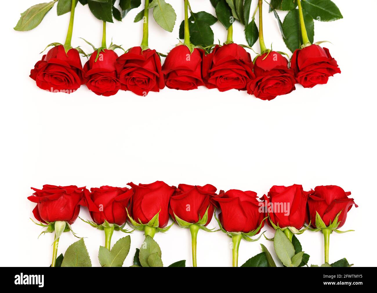 Rows of Red Roses Lined Up Along the Image Edge on White Stock Photo ...
