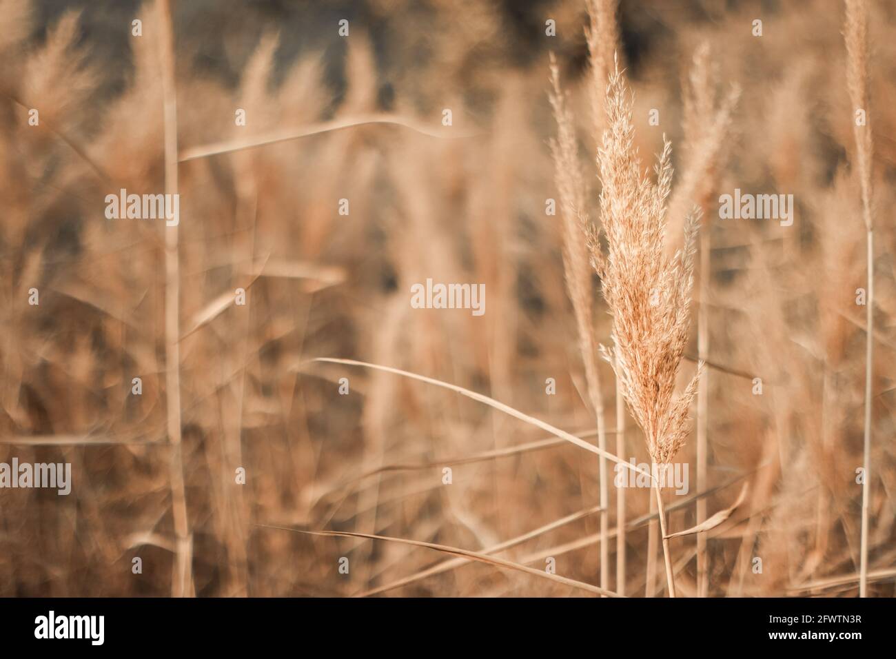 Abstract natural background of soft plants of Cortaderia selloana or ...