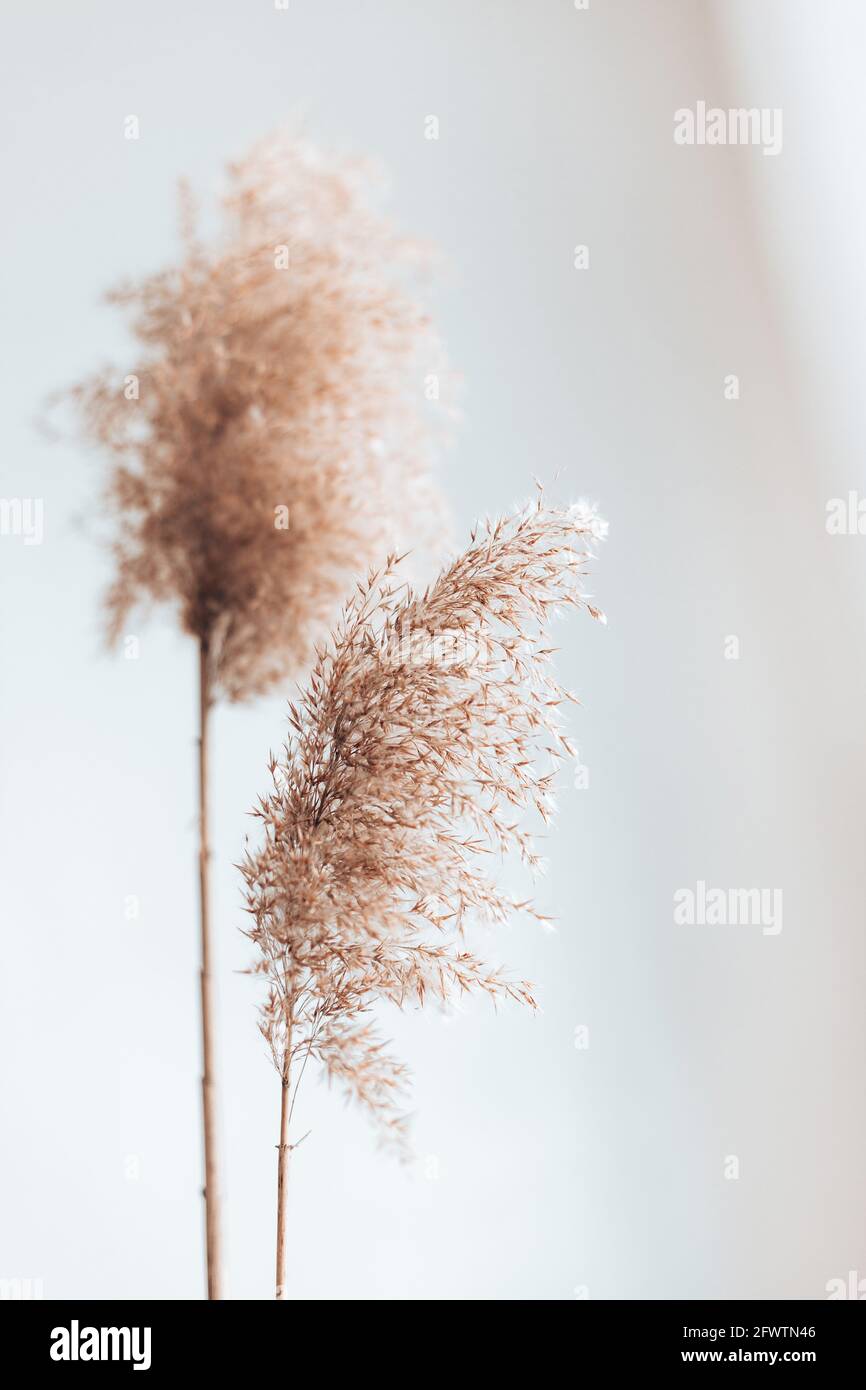 New bohemians hi-res stock photography and images - Alamy