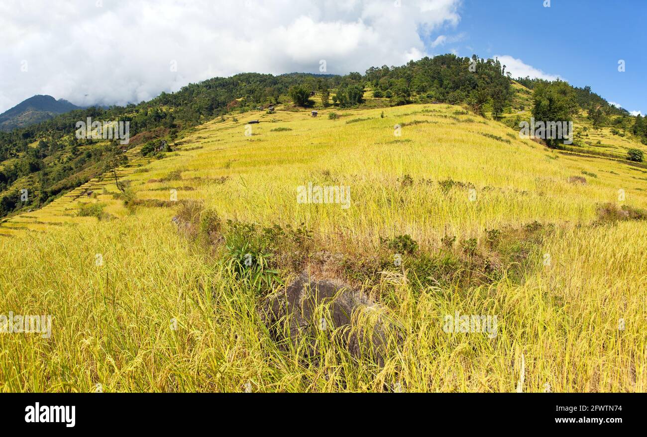 golden terraced rice or paddy fields in Nepal Himalayas mountains Stock ...