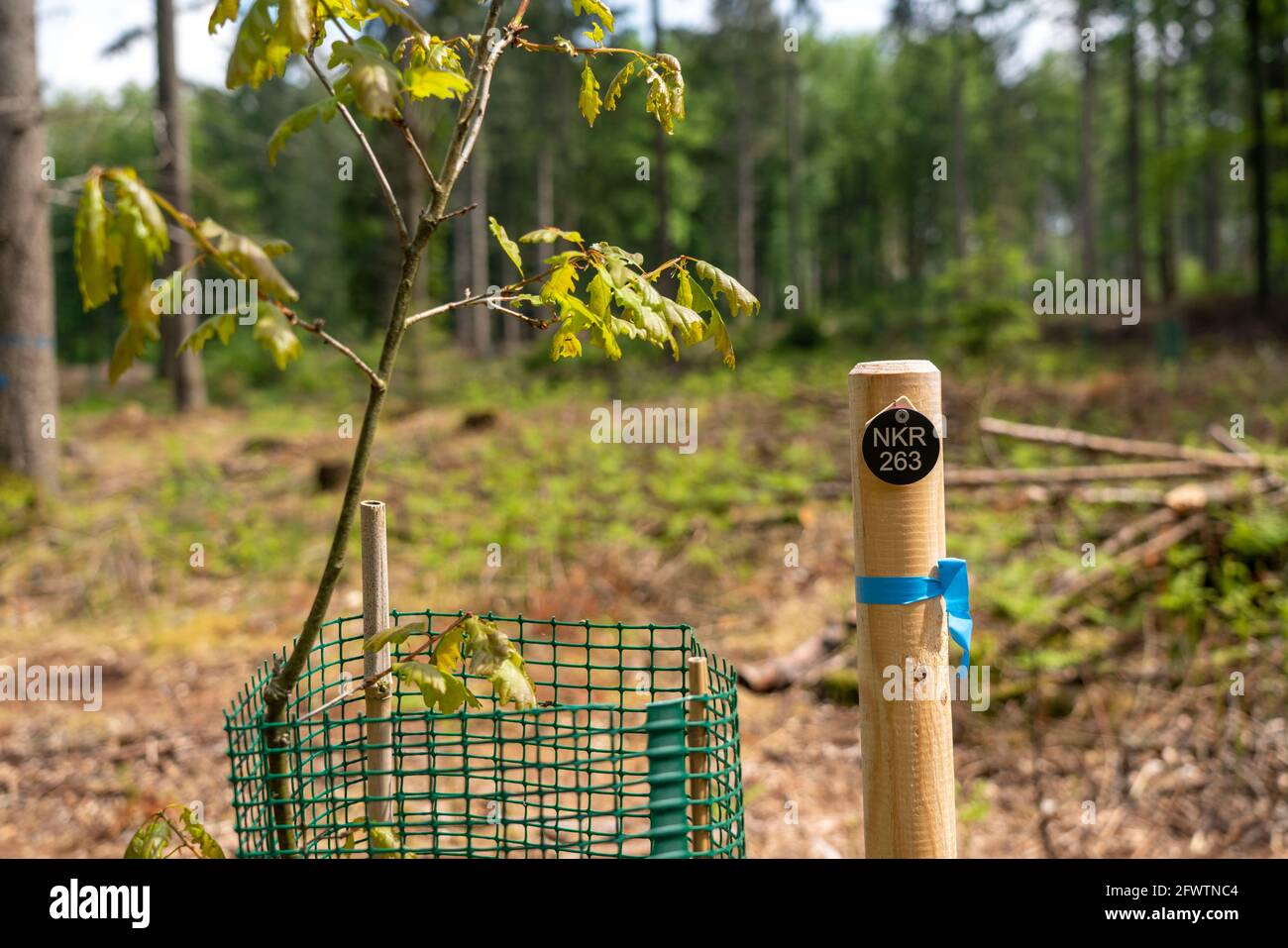 Cemetery forest, burial place in the forest, in biodegradable urns ...