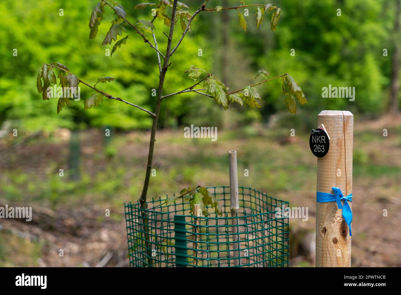 Cemetery forest, burial place in the forest, in biodegradable urns ...