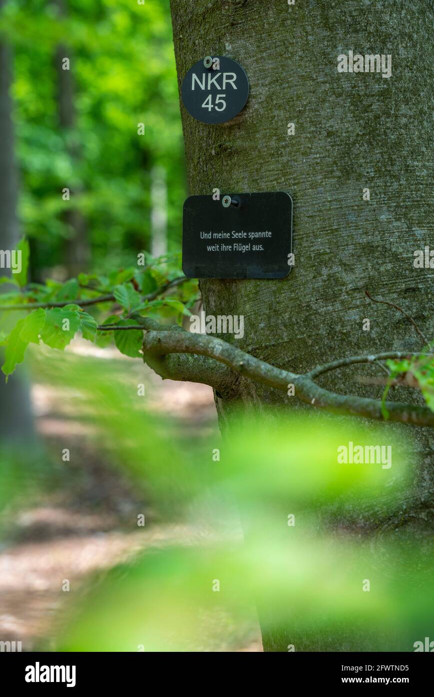 Cemetery forest, burial place in the forest, in biodegradable urns ...
