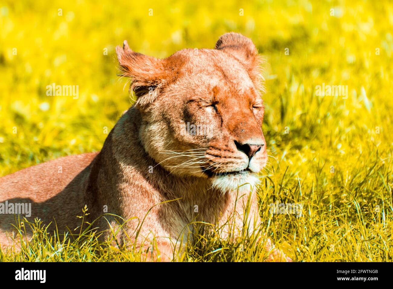 Animal with a rounded head hi-res stock photography and images - Alamy