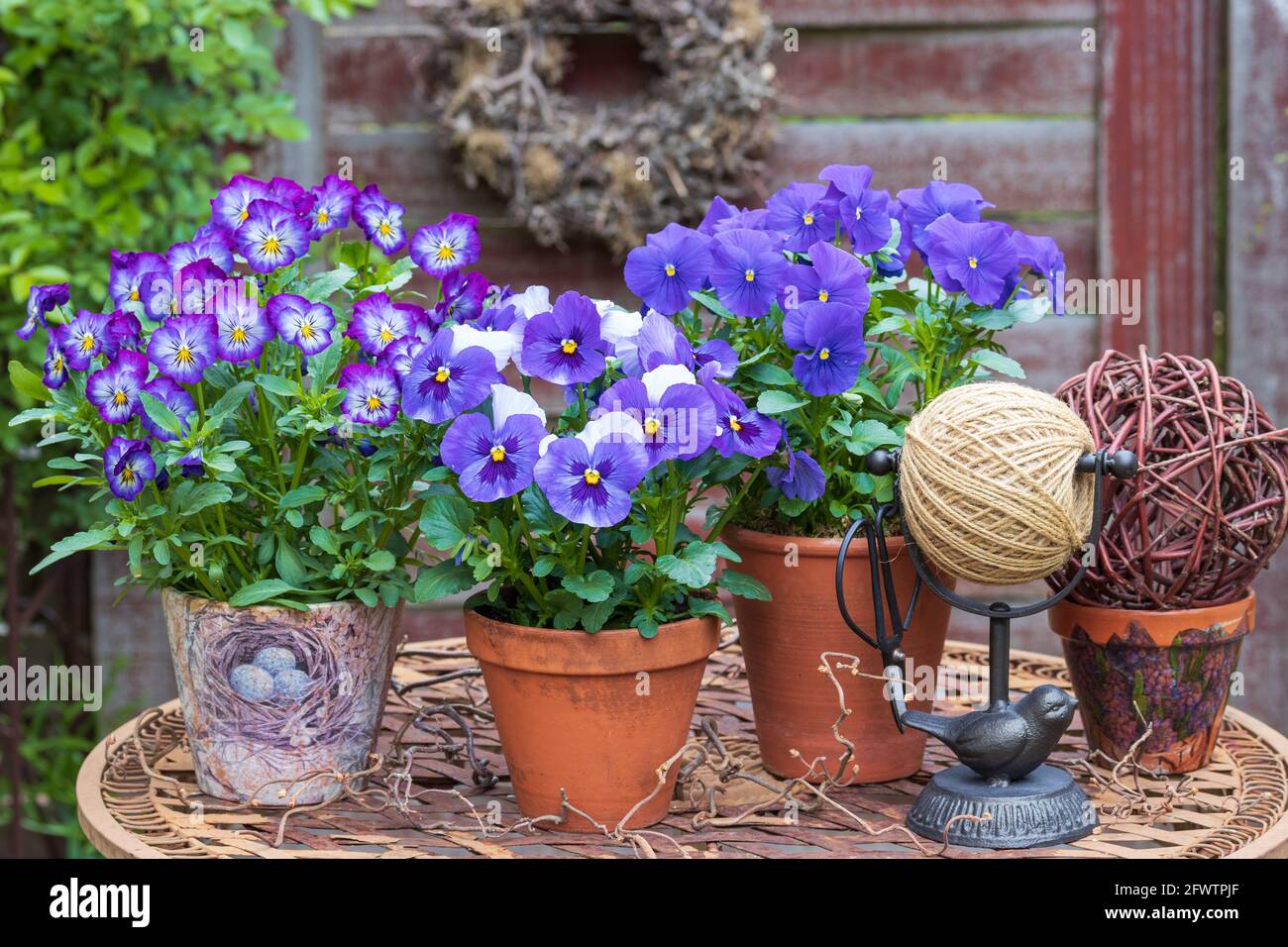 rustic garden decoration with blue viola flowers in terracotta pots ...