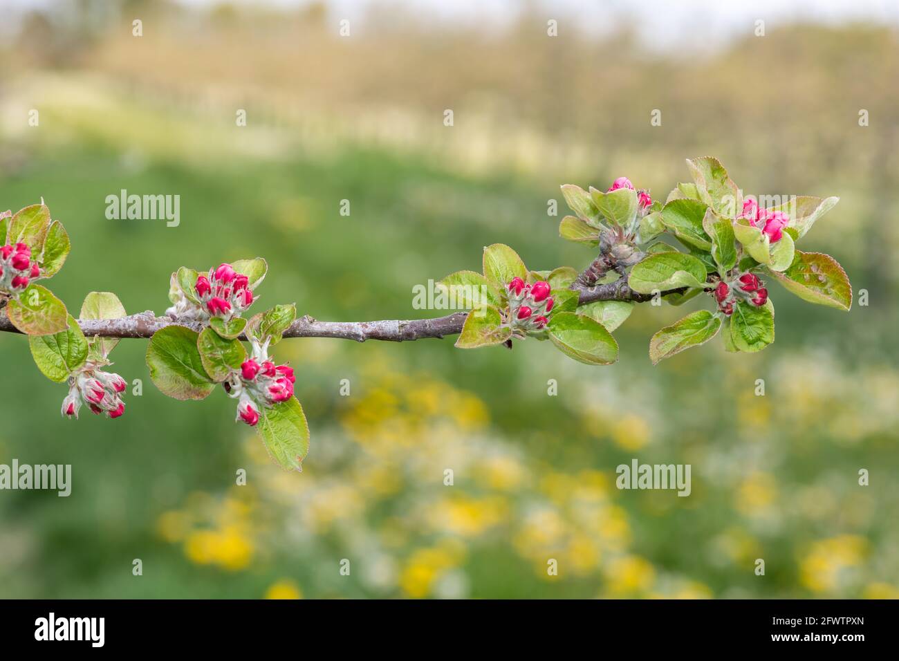 Close up of an apple branch at the pink bud growth stage Stock Photo ...