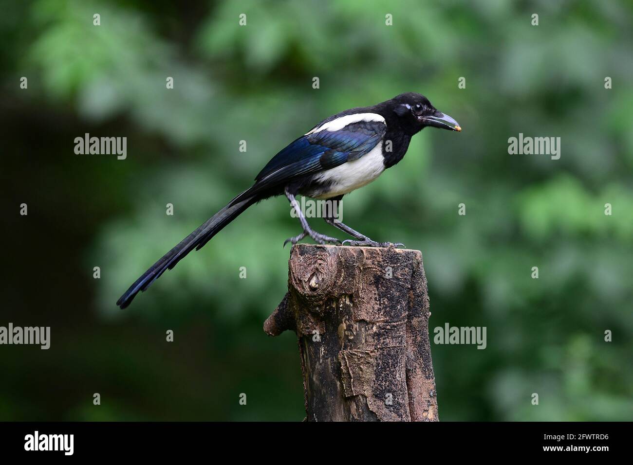 Juvenile ommon magpie. Dorset, UK June Stock Photo - Alamy