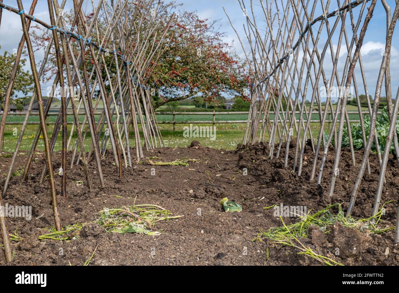 Home made supporting frame ready to support runner beans Stock Photo ...