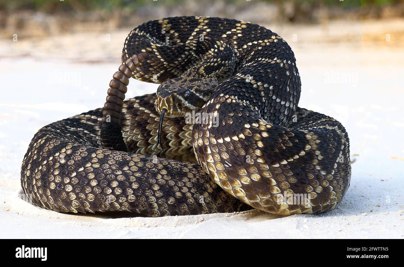 Eastern diamondback rattlesnake fangs hi-res stock photography and ...