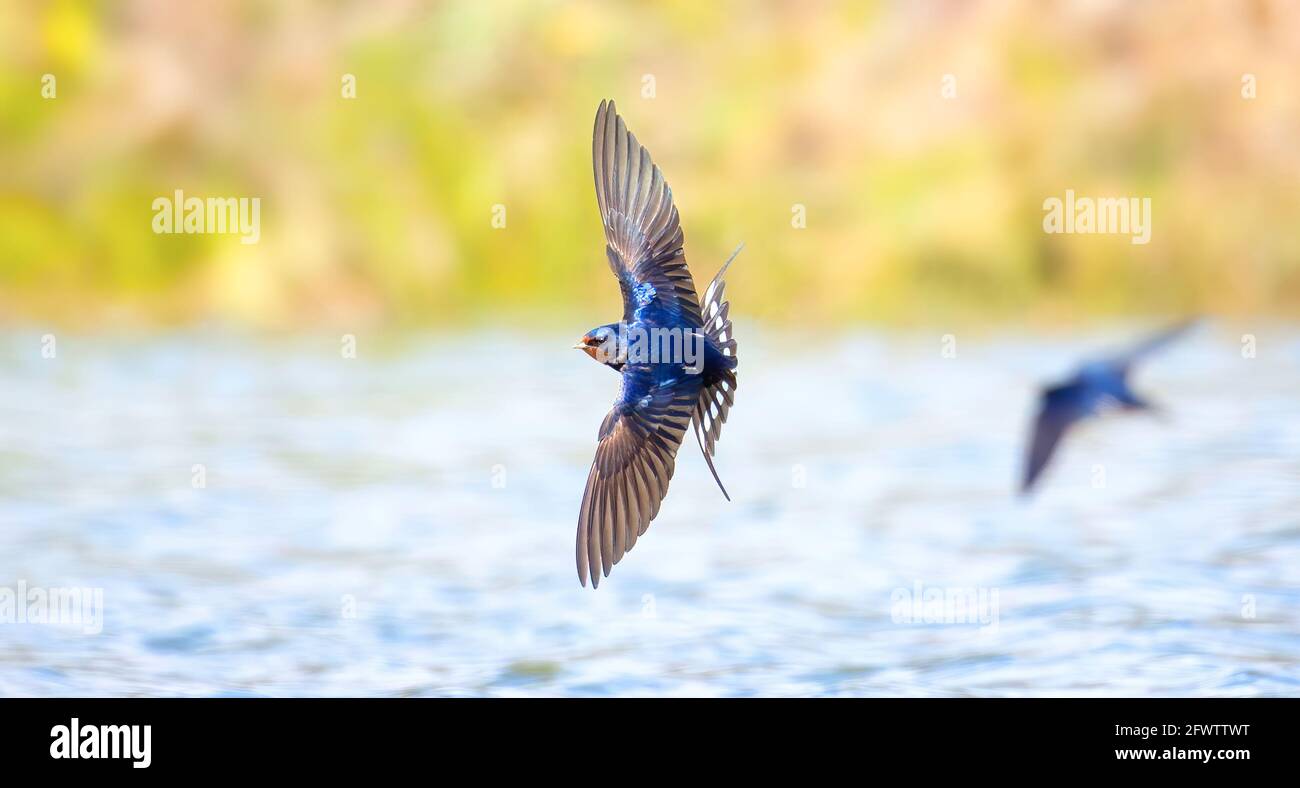 Barn swallow flight hi-res stock photography and images - Alamy