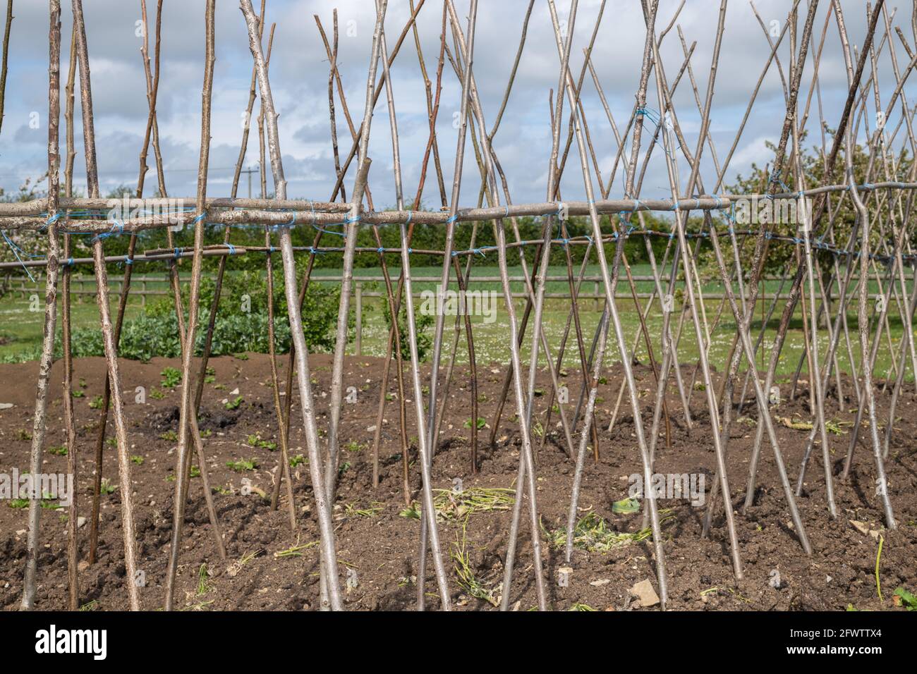 Home made supporting frame ready to support runner beans Stock Photo ...