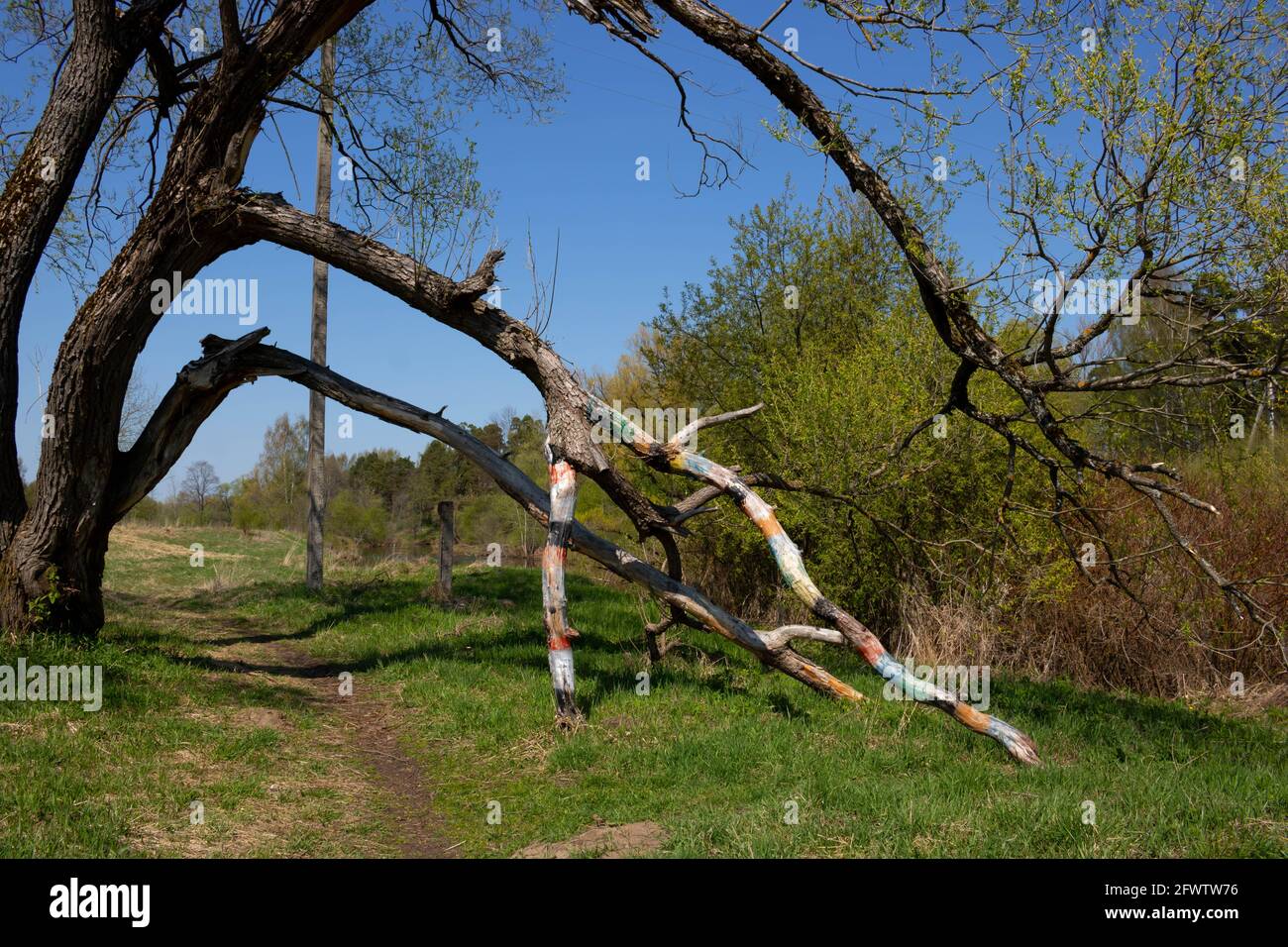 Large trees forming an arch hi-res stock photography and images - Alamy