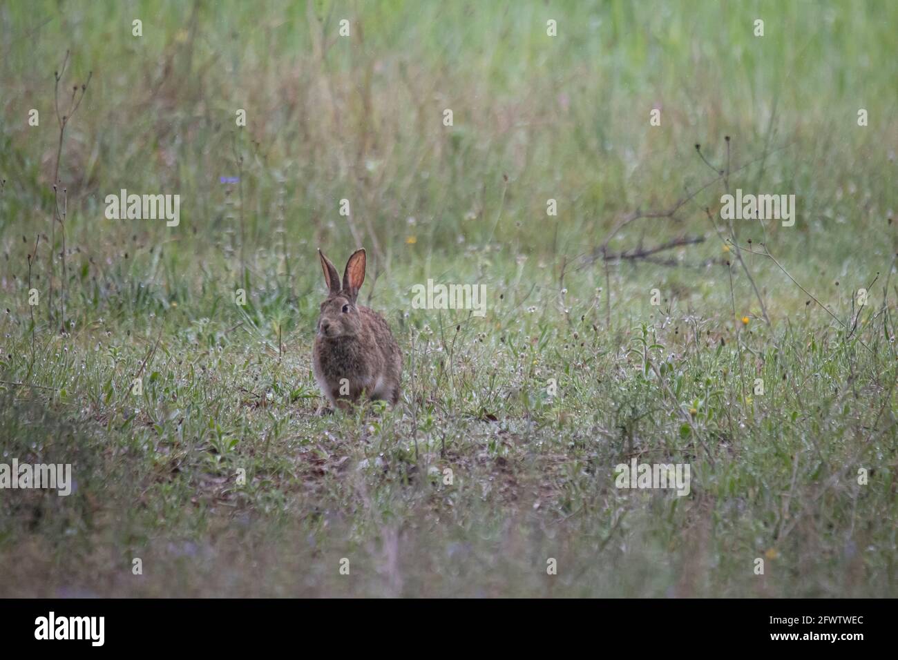 Wild grey-brown rabbit in the field, resting peacefully. Horizontal and ...