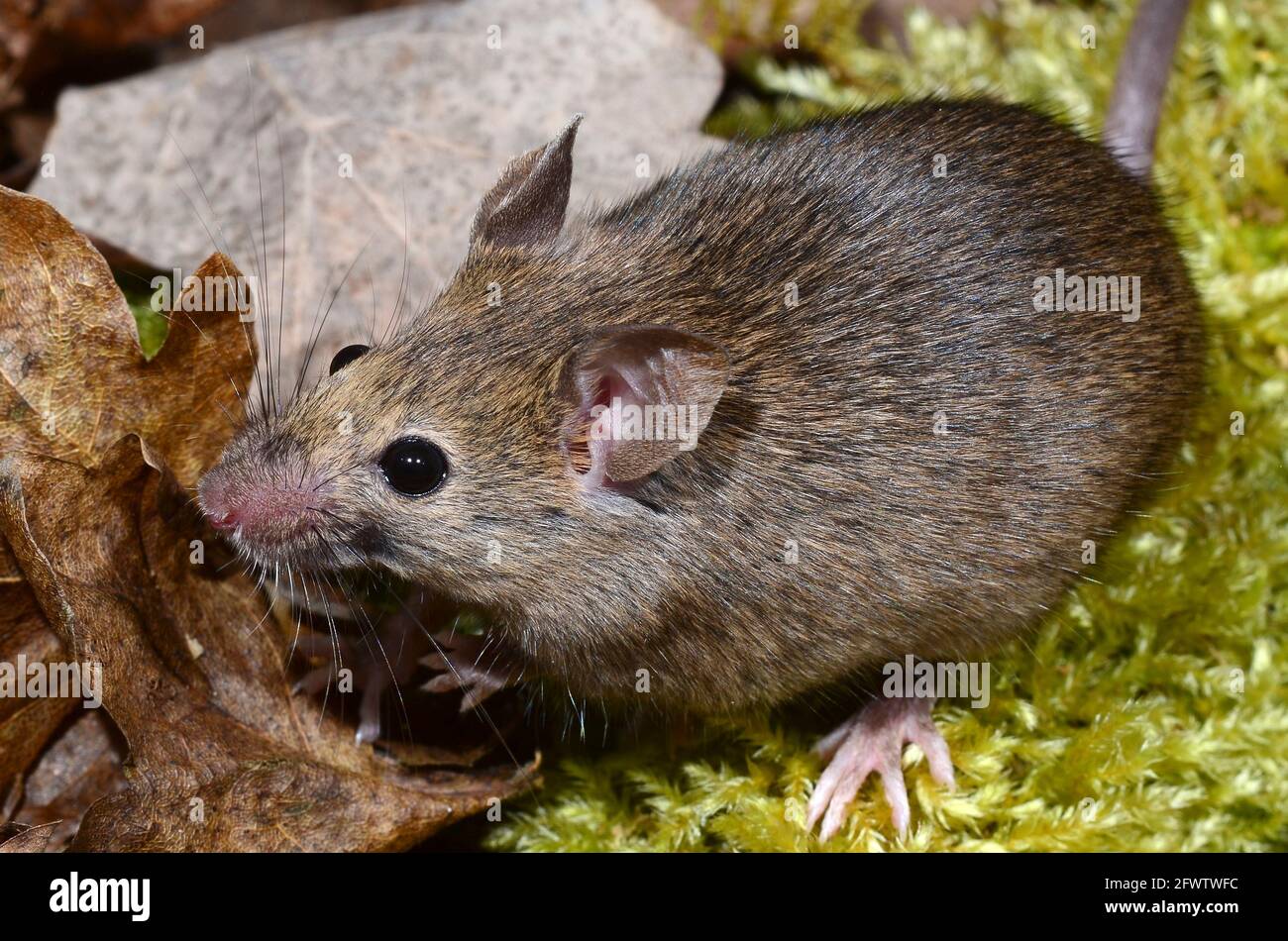 Adult house mouse hi-res stock photography and images - Alamy