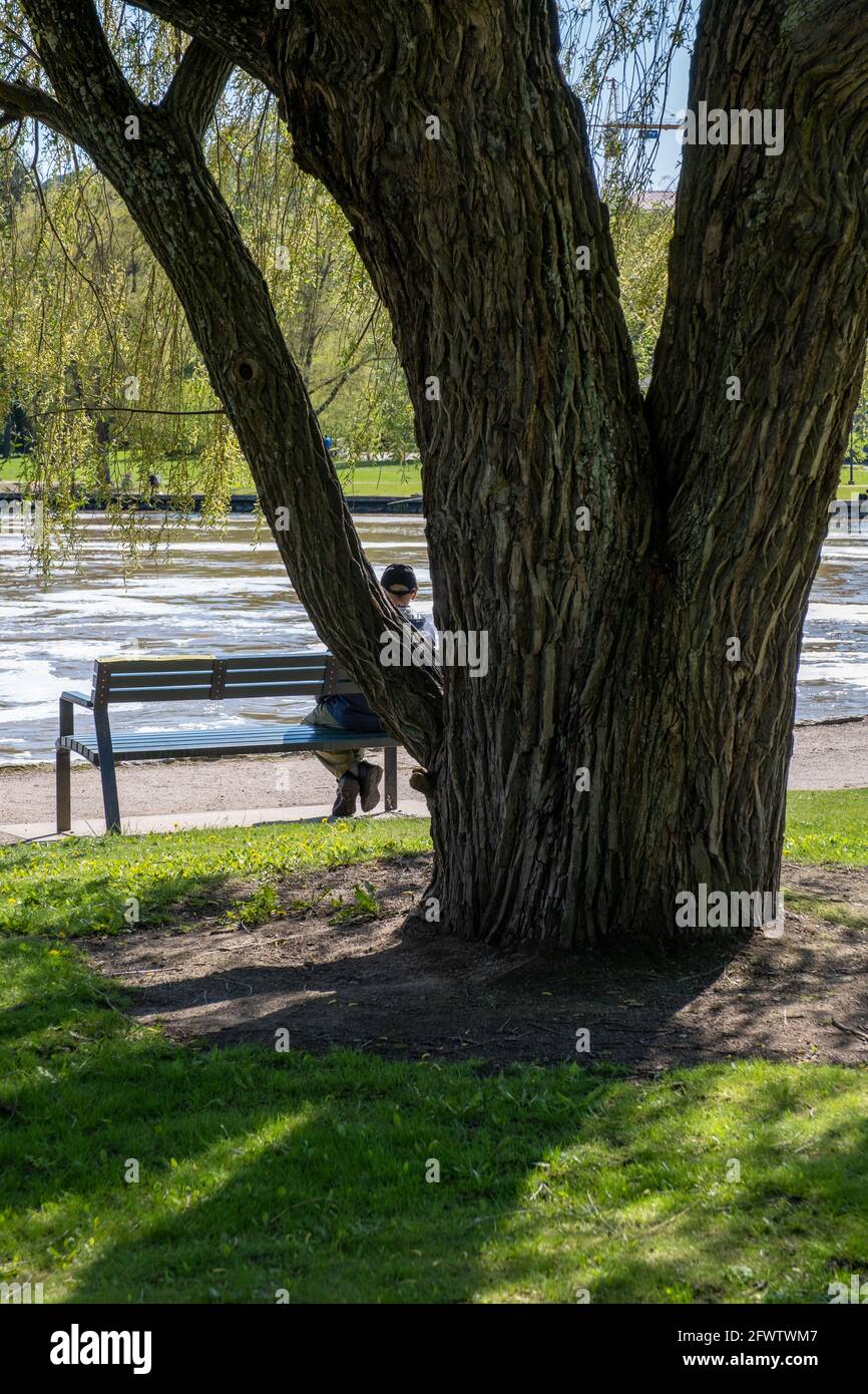 Very large tree with park bench in a park hi-res stock photography and ...
