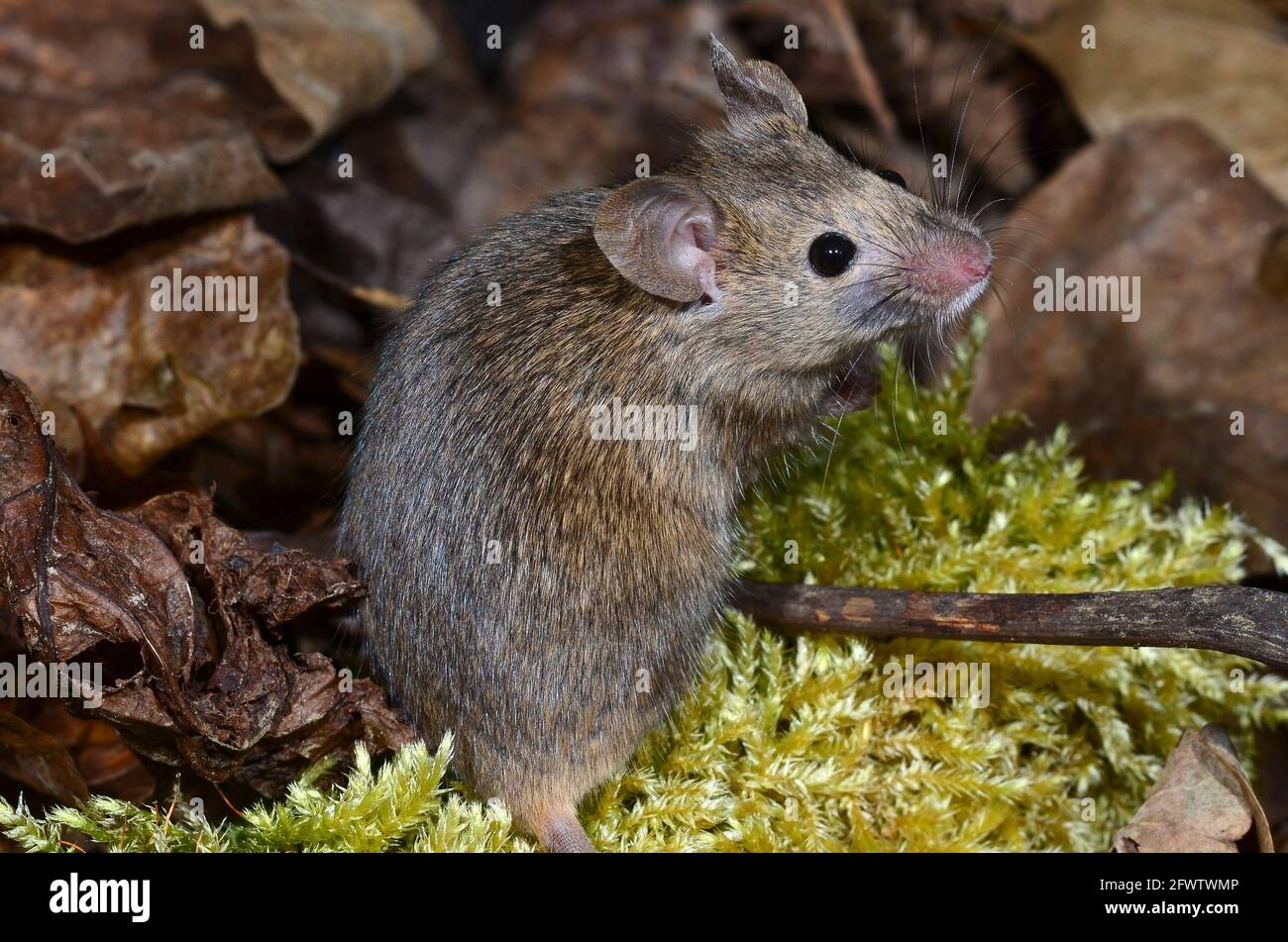 Adult house mouse Stock Photo - Alamy