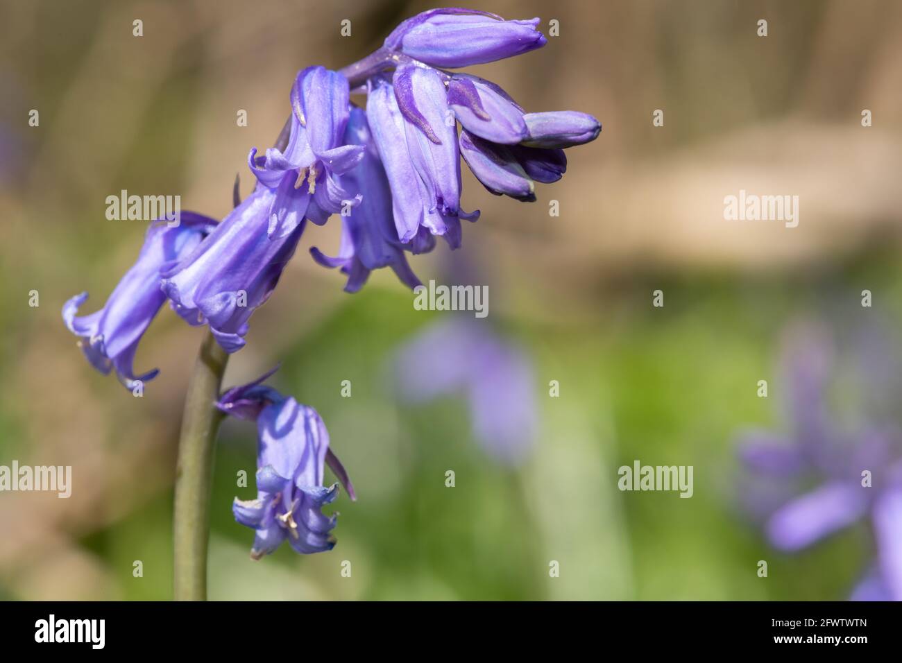 Close up of a common bluebell (hyacinthoides non scripta) flower in ...