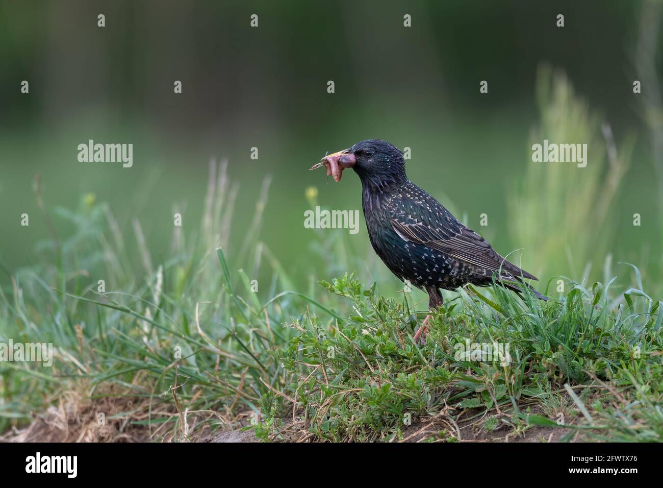 Starling eating worms hi-res stock photography and images - Alamy
