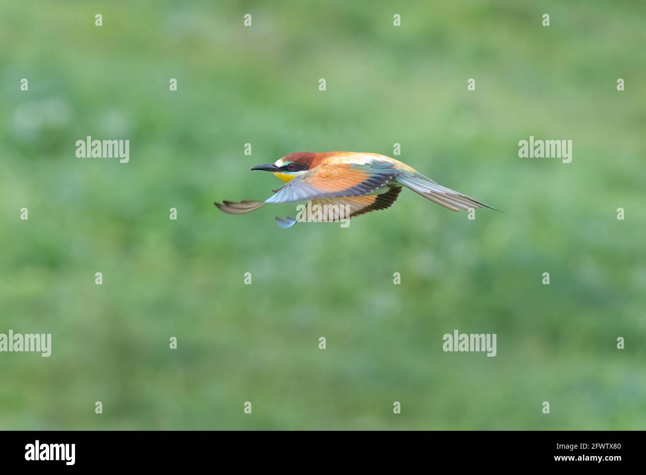 European bee eater bird flying Merops apiaster in flight Stock Photo ...