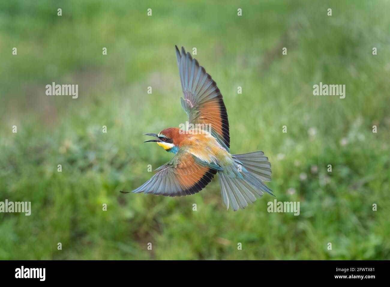 European bee eater in flight Merops apiaster flying Stock Photo - Alamy