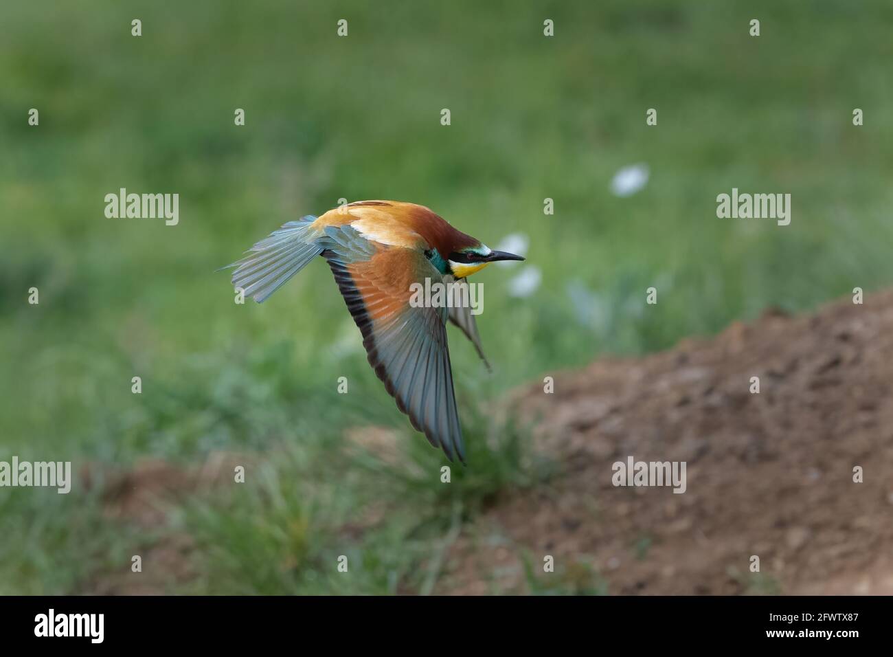 European bee eater in flight Merops apiaster flying Stock Photo - Alamy