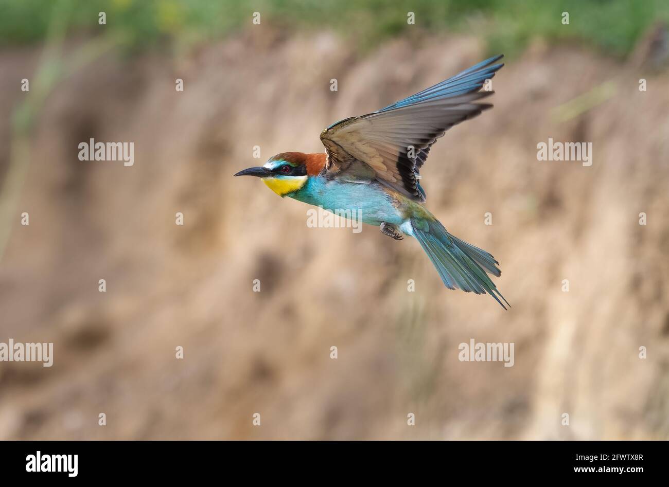 European bee-eater in flight with a green background Merops apiaster ...