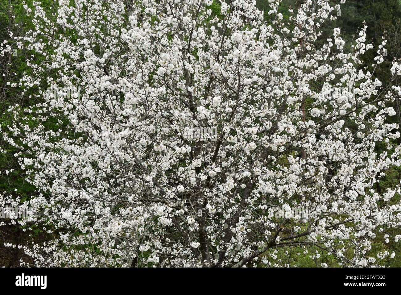 Wonderful blooming spring tree Stock Photo - Alamy