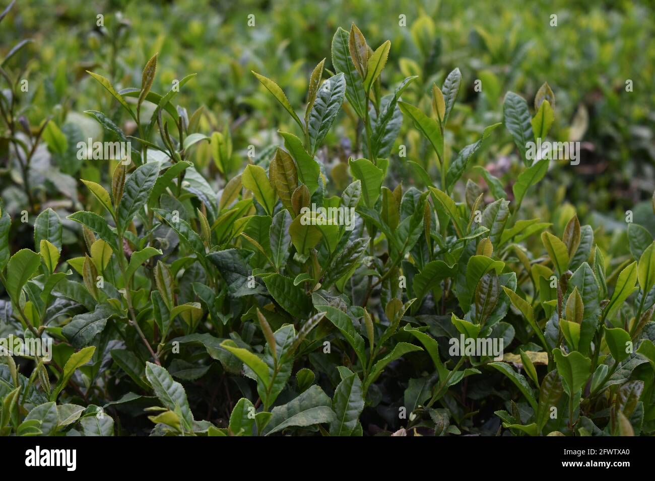 Closeup of green photinia plants Stock Photo - Alamy