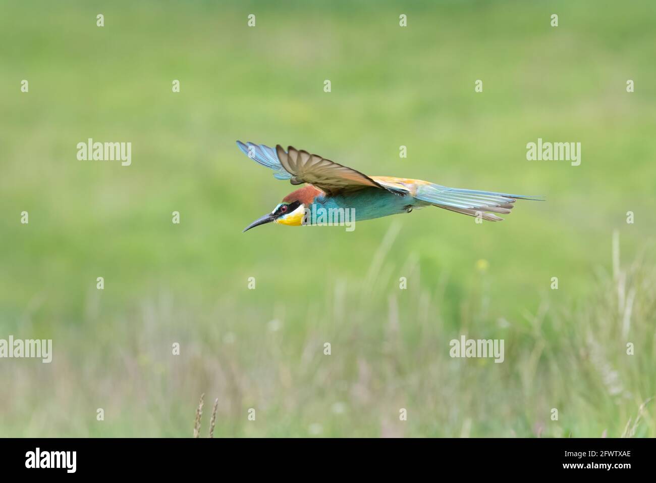 European bee eater bird flying Merops apiaster in flight Stock Photo ...