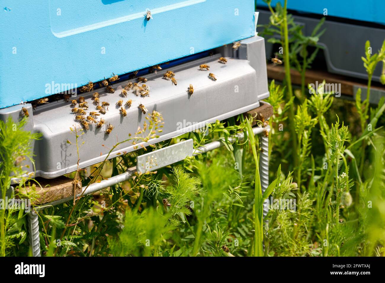 Bees in the hive, ecological breeding in a meadow full of flowers Stock ...